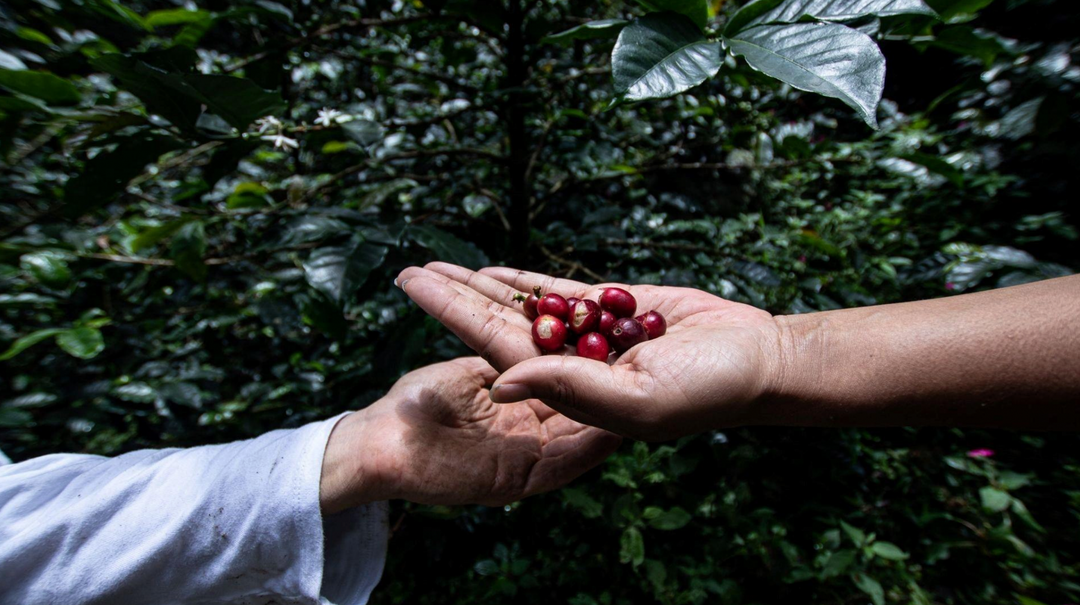 Our values – Alice Good